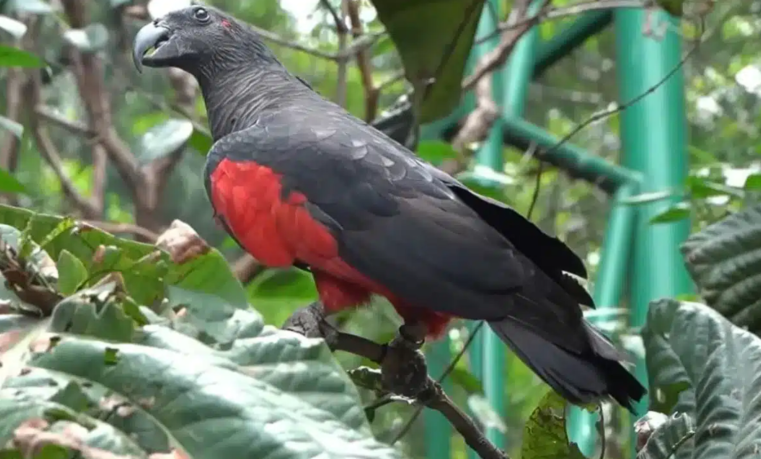 Menjelajahi Keindahan dan Keunikan Jenis Burung Kasturi Raja ...