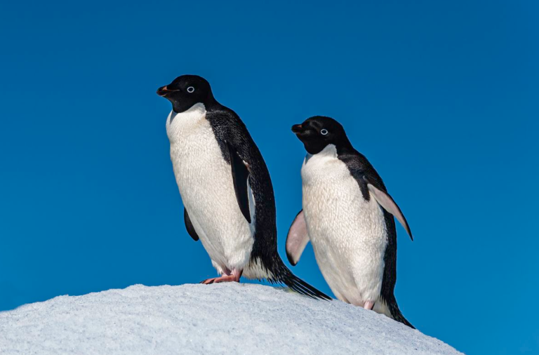 Jenis dan Fakta Unik dari Penguin - Slingadigital.com