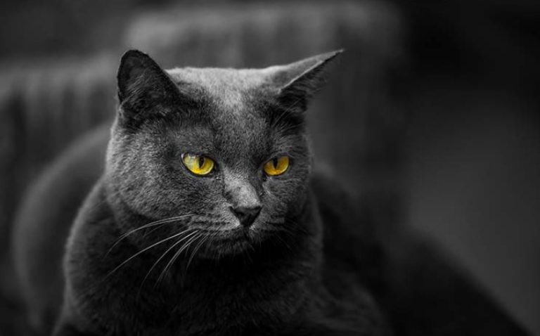 Cara Membuat Jimat Tulang Kucing Hitam : Lengkap - Slingadigital.com